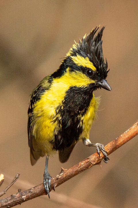 Wildlife Photography Tour Packages, Birds and Animals Photography Trips ...